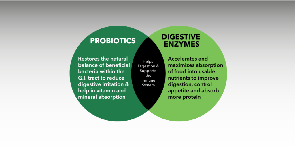 Probiotics, Digestive Enzymes, and Your Gut Health Journey | Thrive